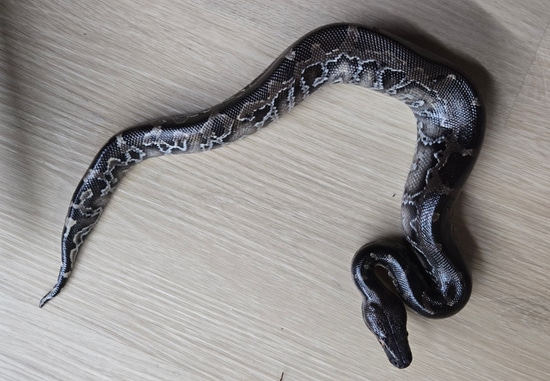 Baby Sumatran Sumatran Short-Tailed Python by The Blood Bank