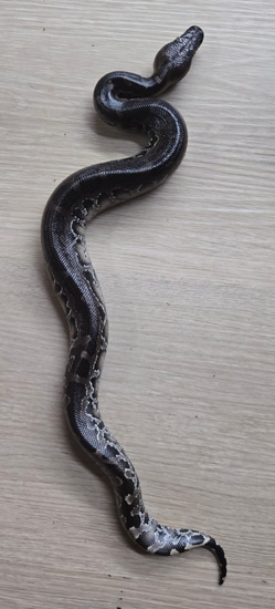 Baby Sumatran Sumatran Short-Tailed Python by The Blood Bank