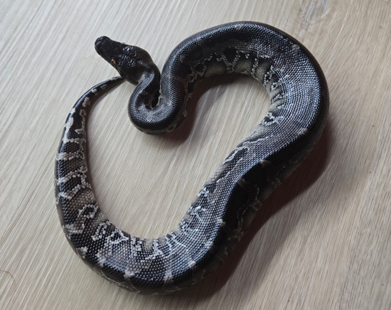 Male Sumatran Sumatran Short-Tailed Python by The Blood Bank