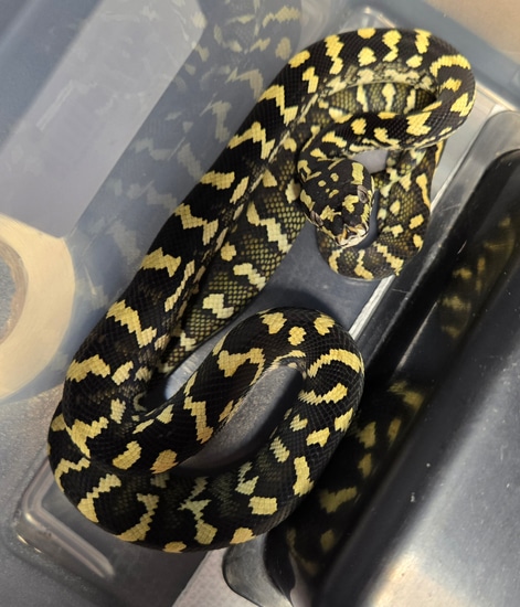 Yearling Jungle Jungle Carpet Python by The Blood Bank