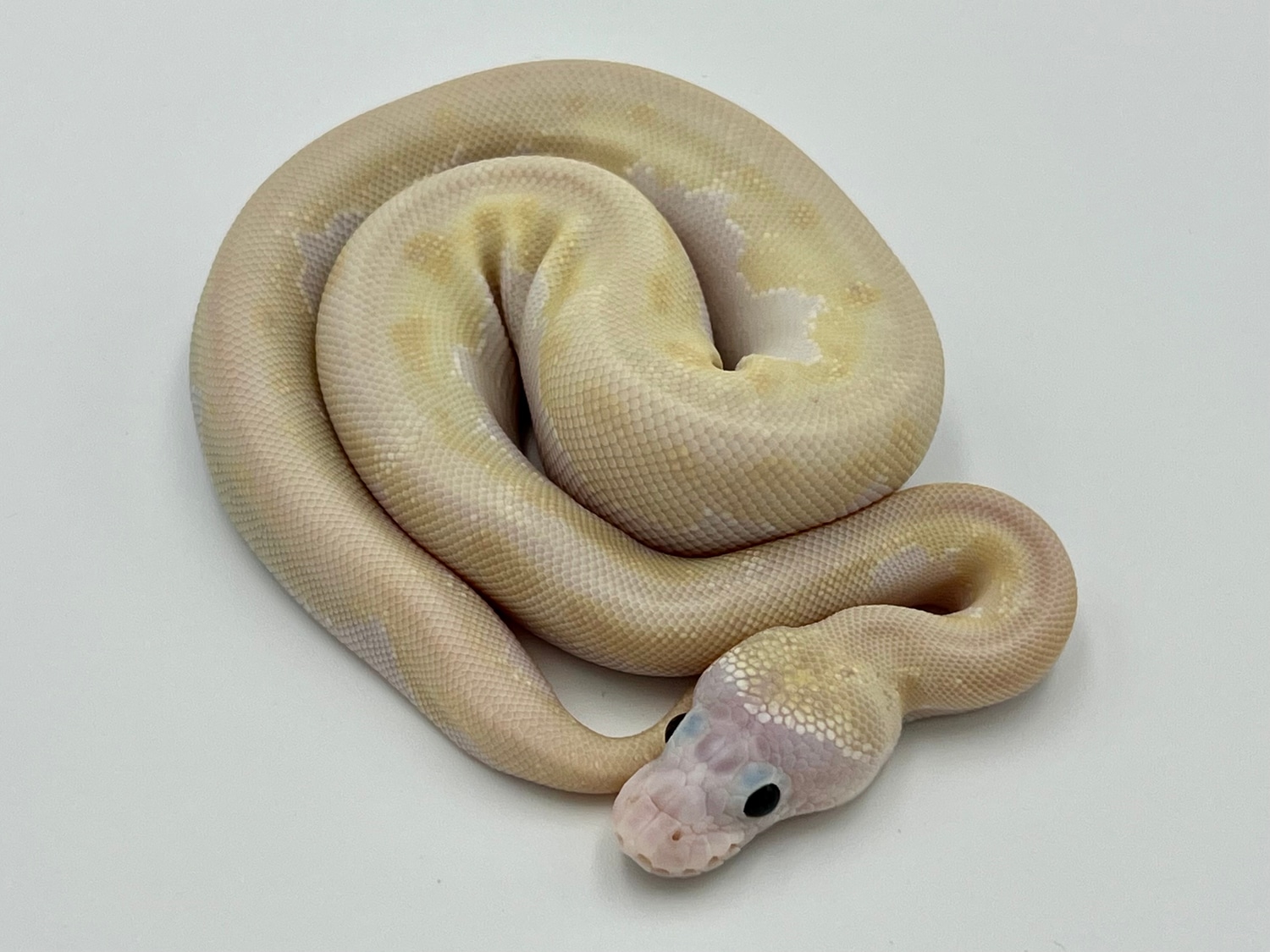 Super Fire Ball Python by Genius Genetics Reptiles - MorphMarket