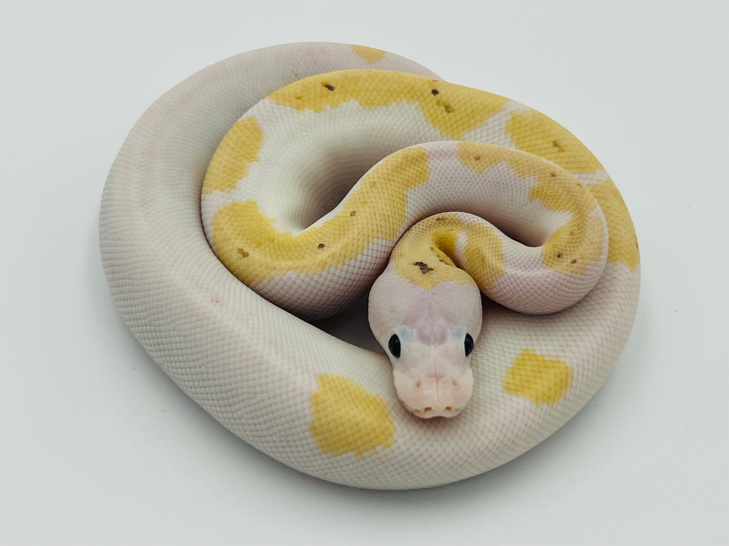 Super Fire Ball Python by Genius Genetics Reptiles - MorphMarket