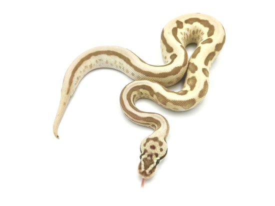 Pastel Butter Leopard Spotnose Enchi Pos Fire Ball Python by Genius ...