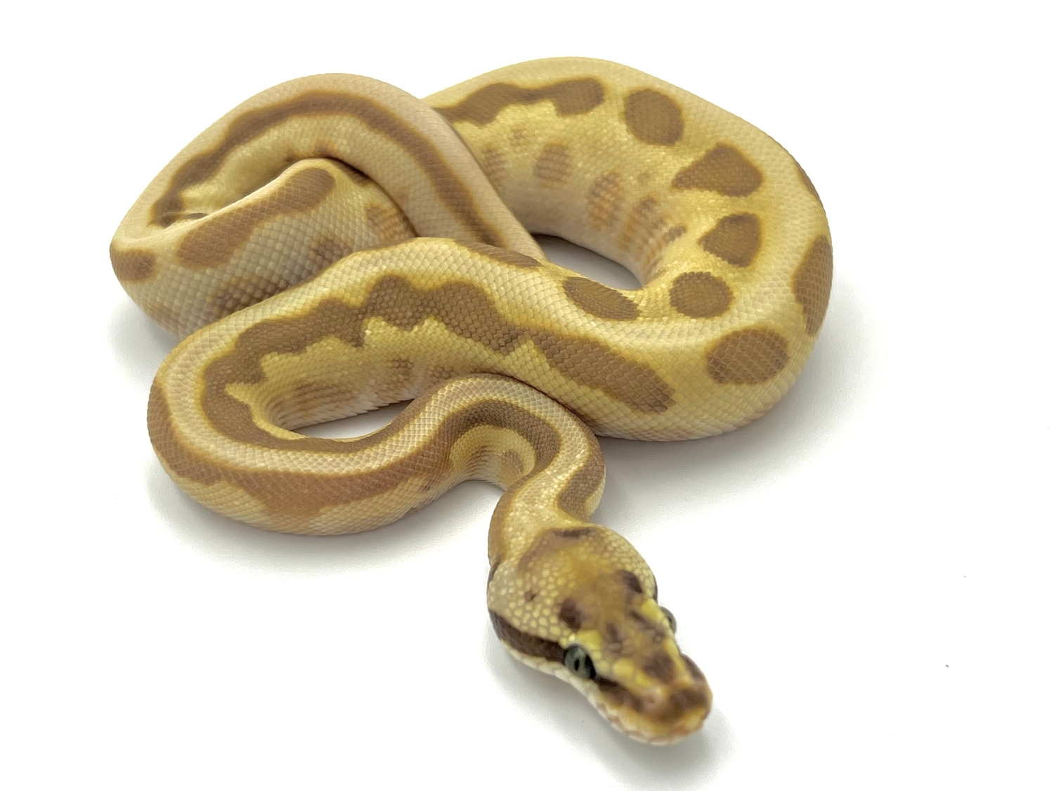 Butter Fire Leopard Spotnose Enchi, June Ball Python by Genius Genetics ...