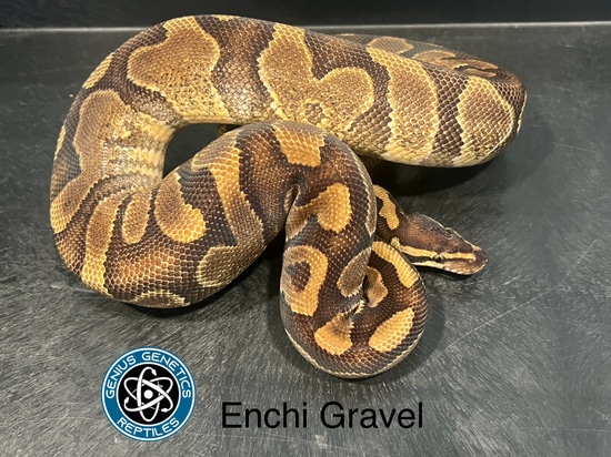 Enchi Gravel Ball Python by Genius Genetics Reptiles