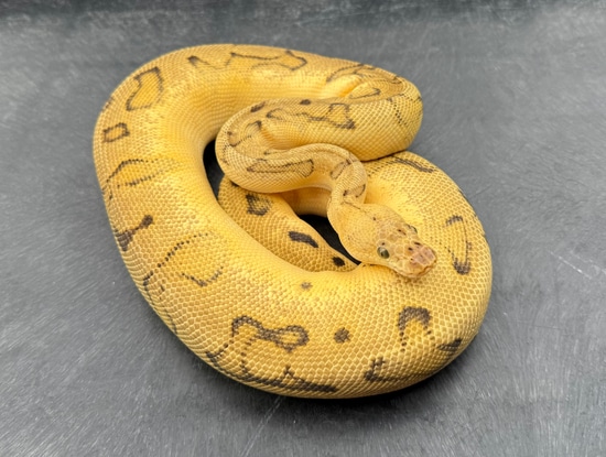 Pastel Genetic Stripe Clown Ball Python by Genius Genetics Reptiles