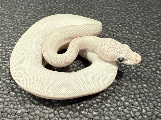 Blue Eyed Leucistic Ball Python by Genius Genetics Reptiles