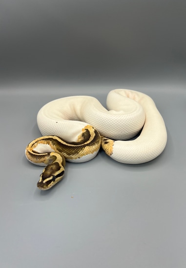 1.0 Fire Piebald Het Clown 100% Ball Python by Genome-regius