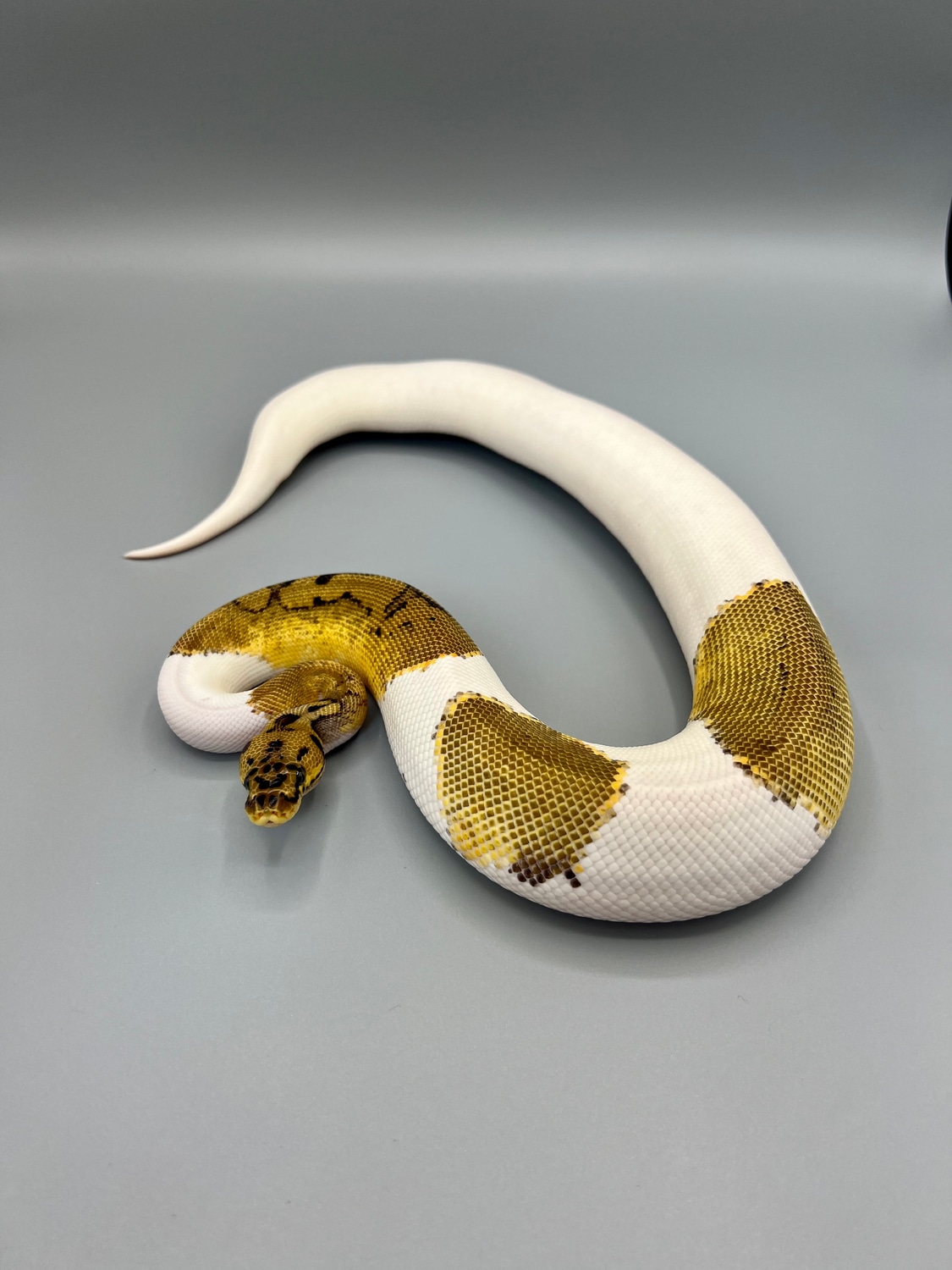 0.1 Clown Piebald Pastel Ball Python by Genome-regius - MorphMarket