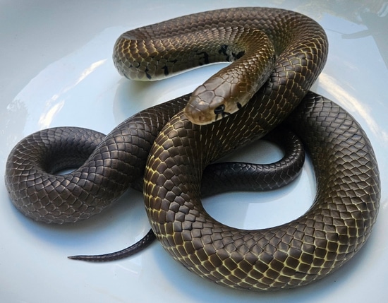 Blacktail Cribo Cribo & Indigo Snakes by Sixth Day Exotics