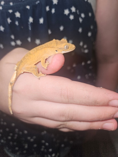 Reverse Pinstripe Crested Gecko by Rachel's Cresteds