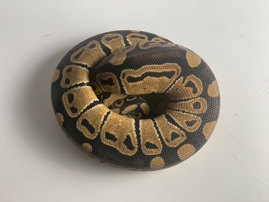 Het Clown Ball Python by Generation X Exotics of Houston