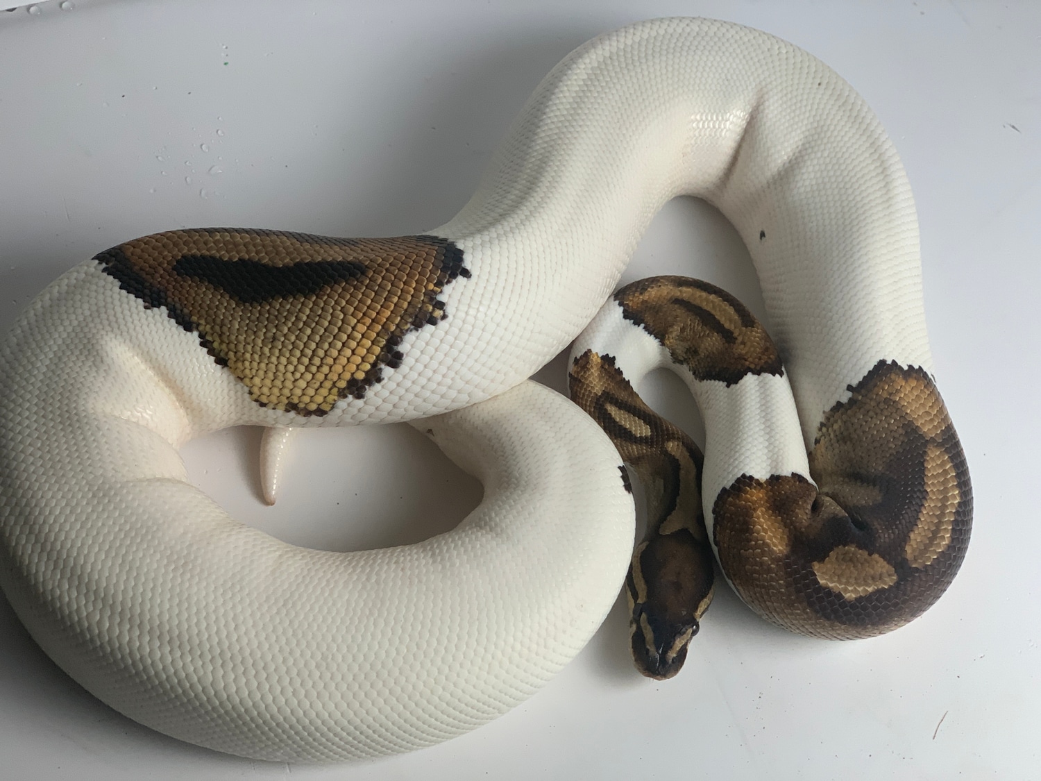 Pied Ball Python by Generation X Exotics of Houston - MorphMarket