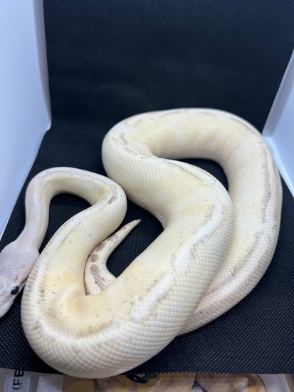 Pastel Puma Ball Python by Generation X Exotics of Houston