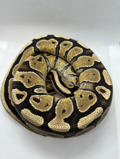 Fire Yellowbelly Ball Python by Generation X Exotics of Houston