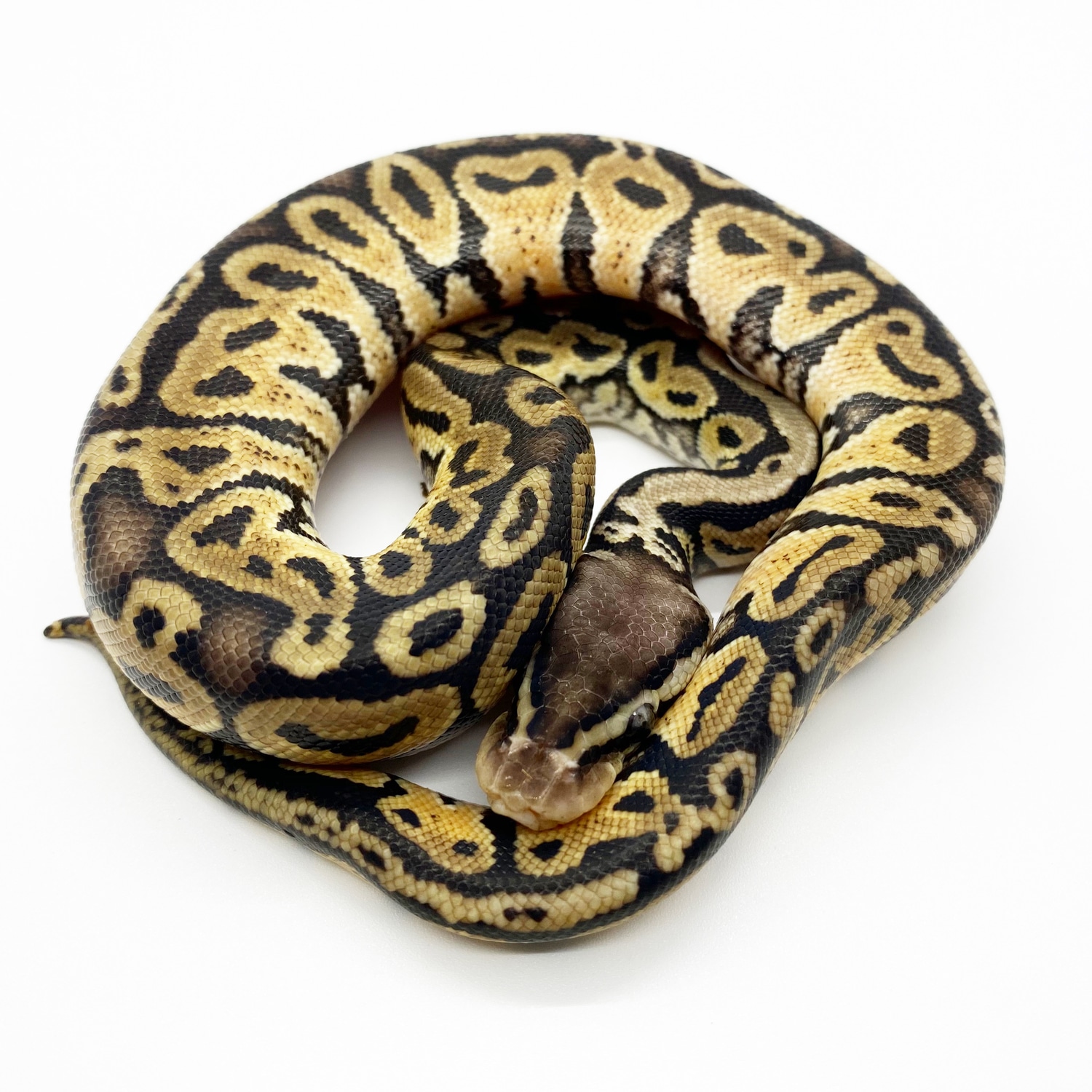 Pastel Het Red Axanthic (20-C6-PASTHRA-M1) Ball Python by Gen Z ...