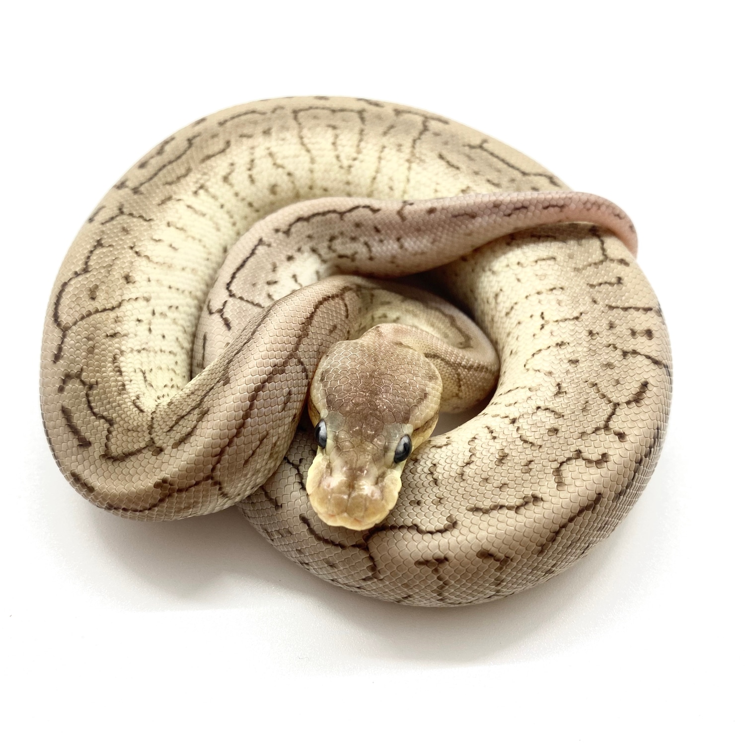 Spinnerblast Gargoyle (20-C5-EGG5) Ball Python by Gen Z Reptiles LLC ...