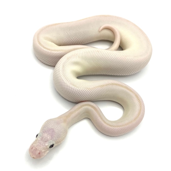 Phantom Lesser Pos Wookie Pastel Pinstripe Ball Python by Gen Z ...