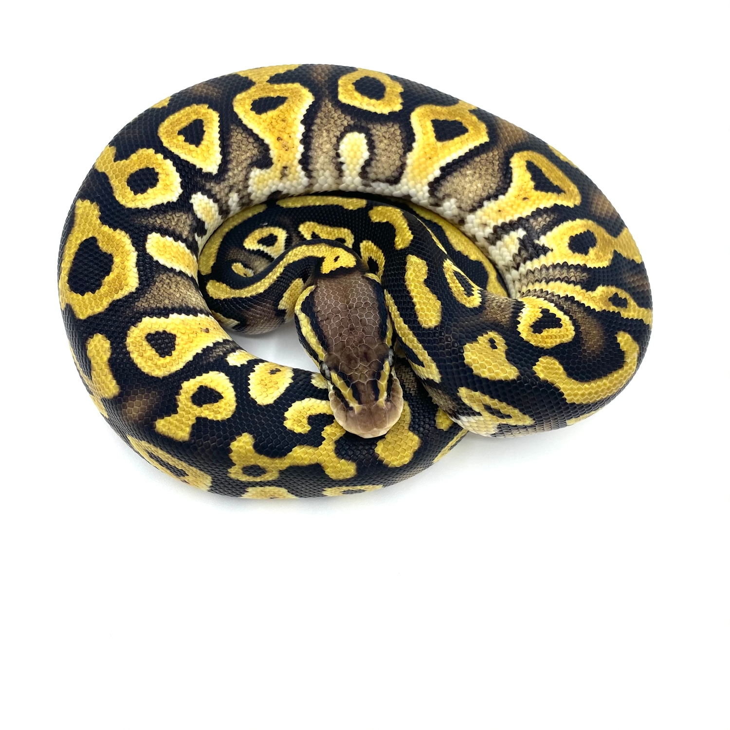 Phantom Pastel Het Pied Ball Python by Gen Z Reptiles LLC - MorphMarket
