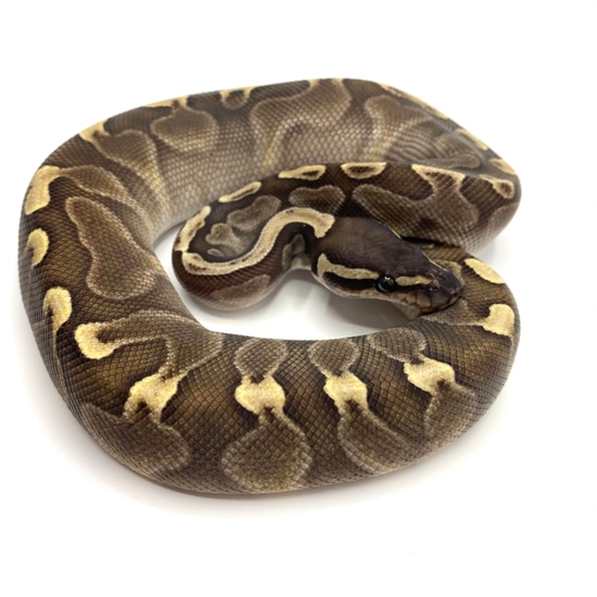 GHI Butter Ball Python by Gen Z Reptiles LLC