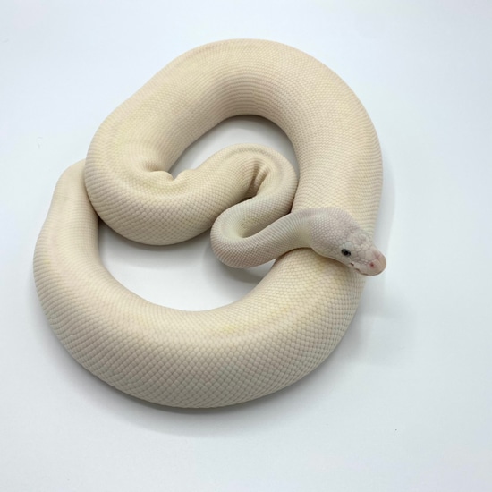 BEL Ball Python by Gen Z Reptiles LLC