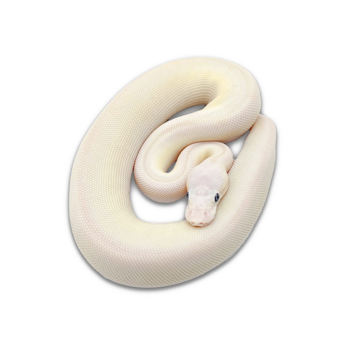 BEL Ball Python by Gen Z Reptiles LLC - MorphMarket