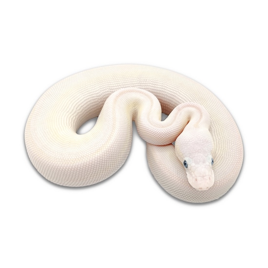 BEL Ball Python by Gen Z Reptiles LLC