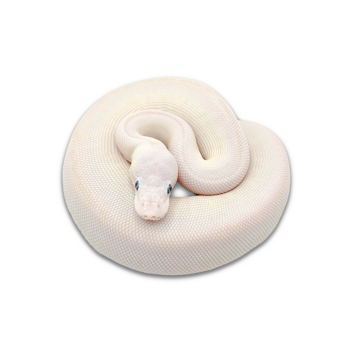 BEL Ball Python by Gen Z Reptiles LLC - MorphMarket