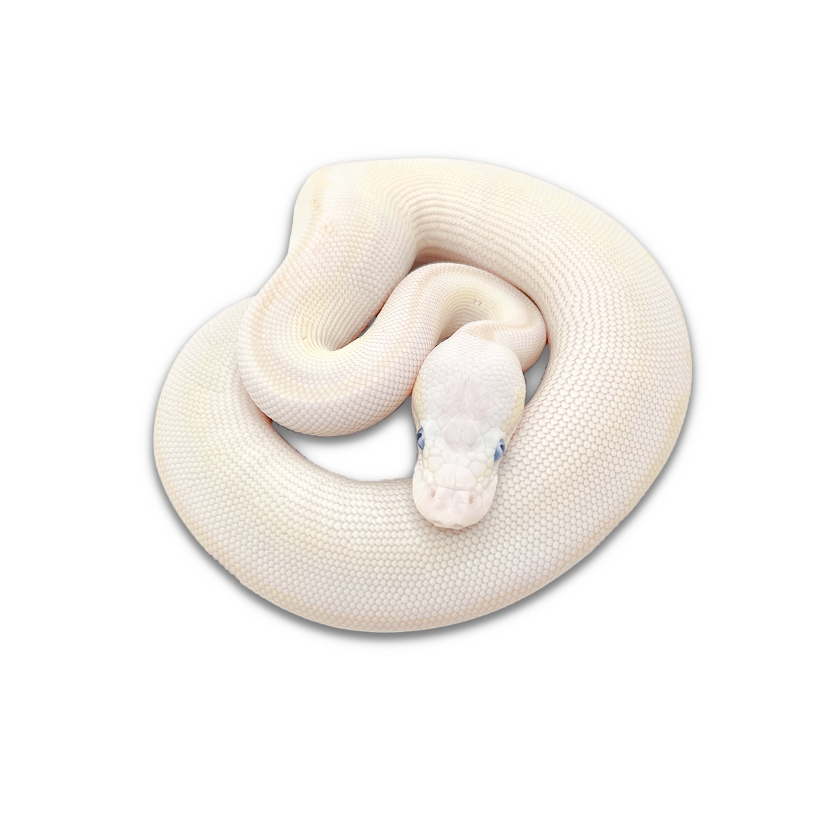 BEL Ball Python by Gen Z Reptiles LLC - MorphMarket