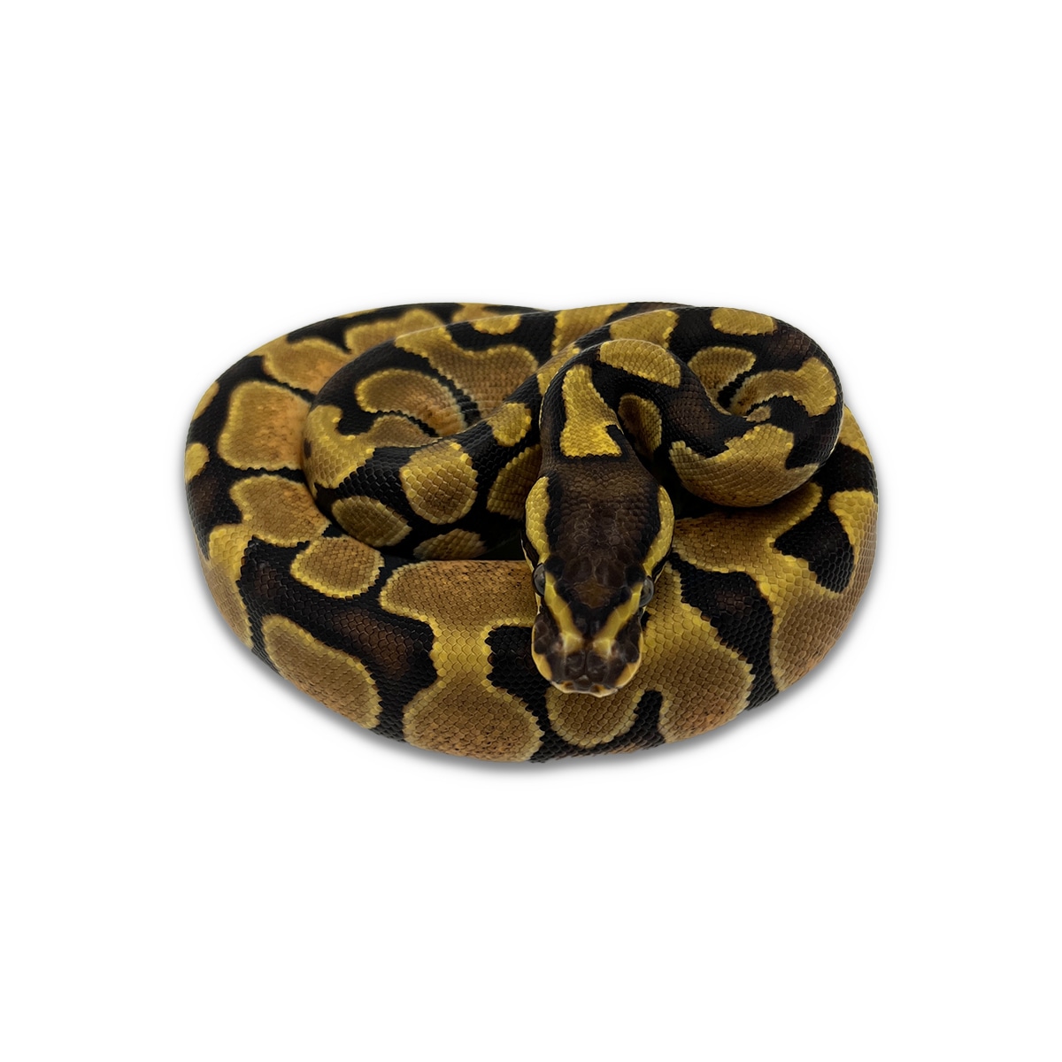 Enchi Ball Python by Gen Z Reptiles LLC - MorphMarket