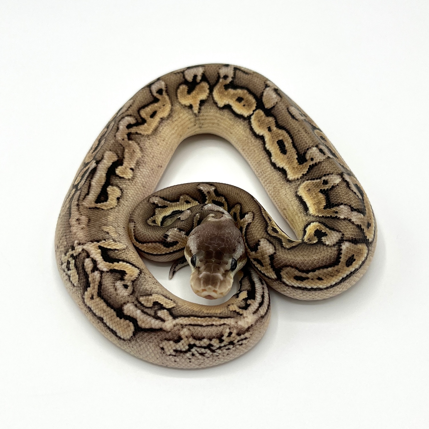 Pewter Puzzle Ball Python by Gen Z Reptiles LLC - MorphMarket