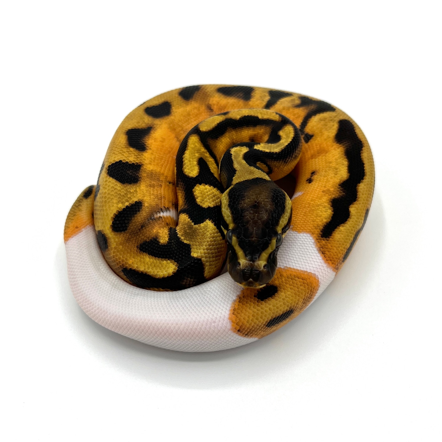 Orange Dream Pied Ball Python by Gen Z Reptiles LLC - MorphMarket