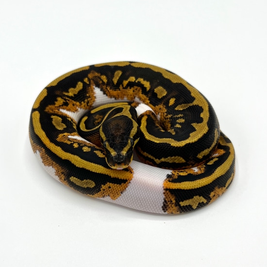 Yellow Belly Pied Ball Python by Gen Z Reptiles LLC