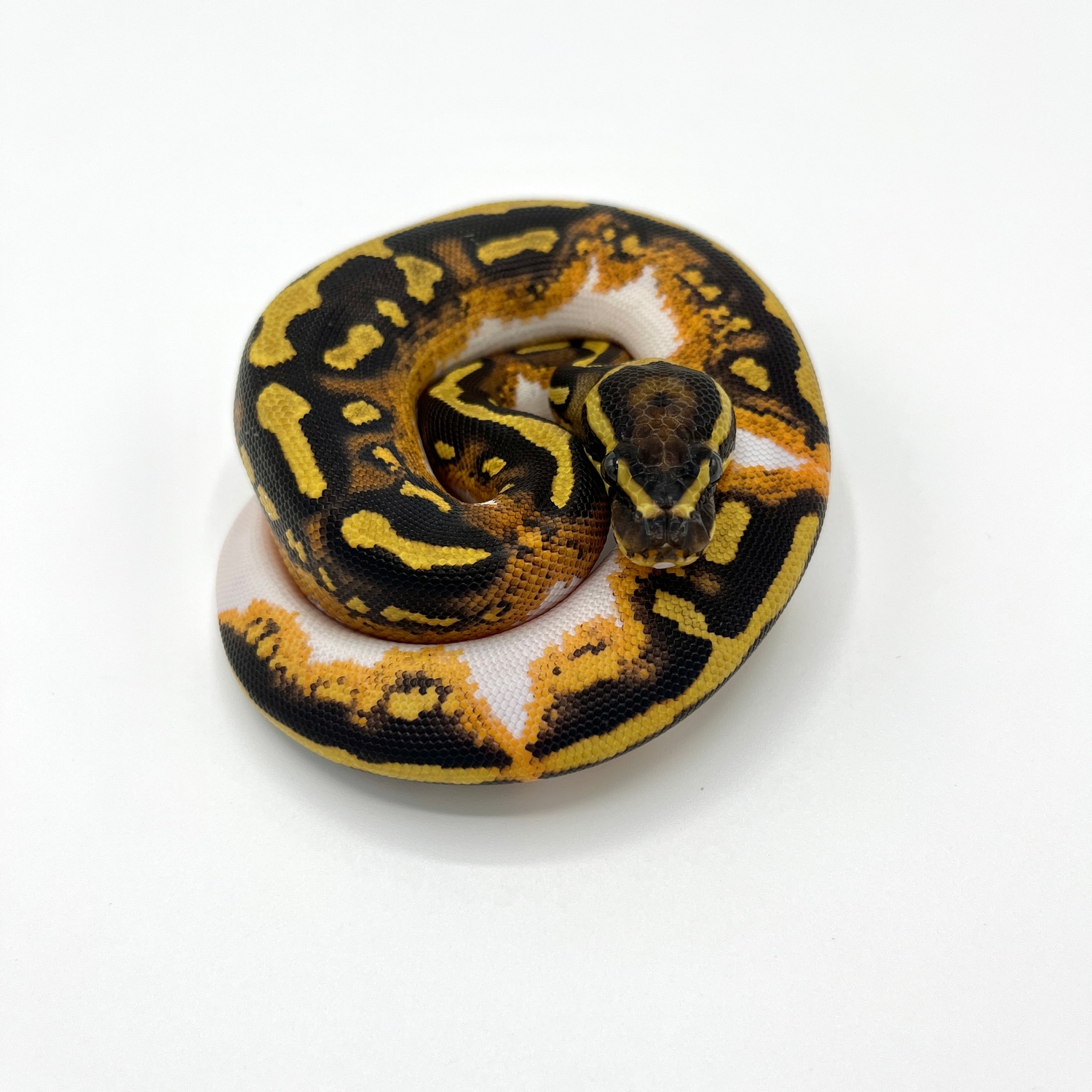 Yellow Belly Pied Ball Python by Gen Z Reptiles LLC - MorphMarket