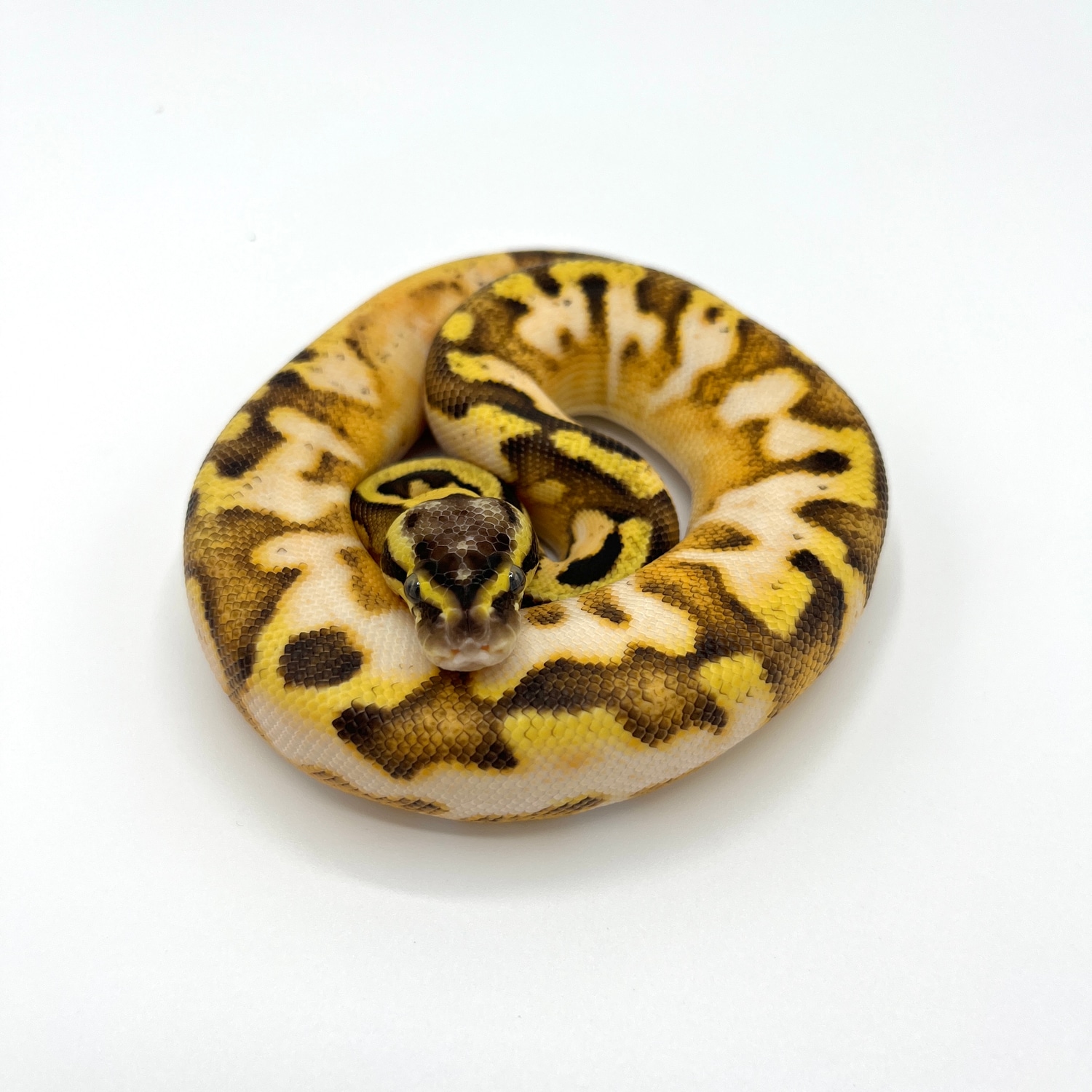 Enchi Cinnamon Calico Mystic Ball Python by Gen Z Reptiles LLC ...