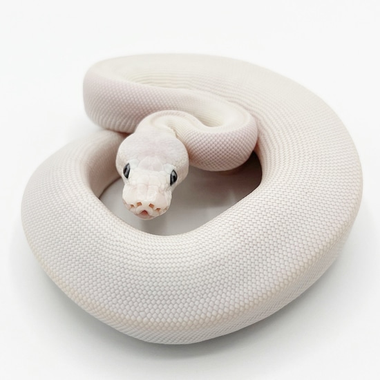 BEL (Mojave Lesser) Ball Python by Gen Z Reptiles LLC
