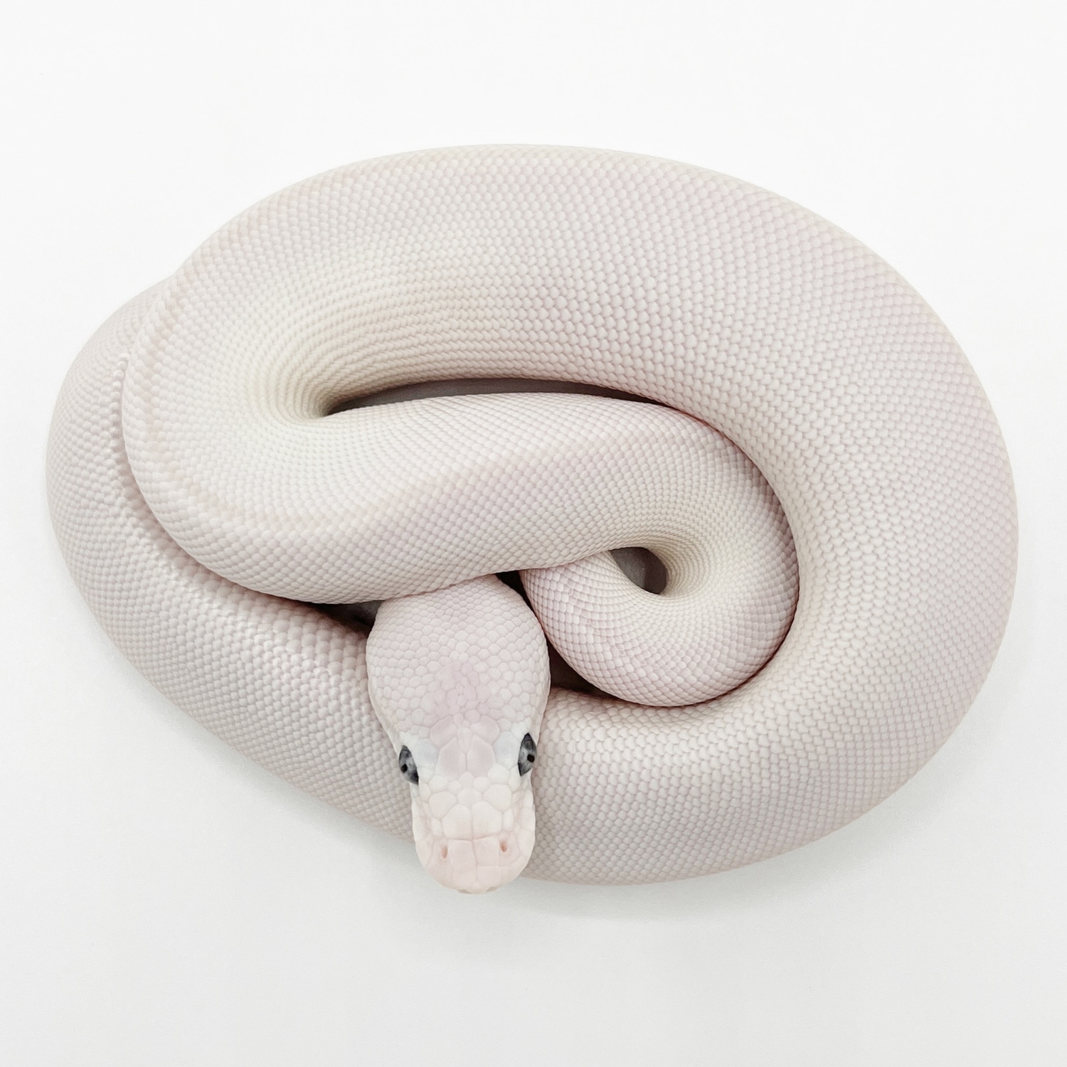 BEL (Mojave Lesser) Ball Python by Gen Z Reptiles LLC - MorphMarket