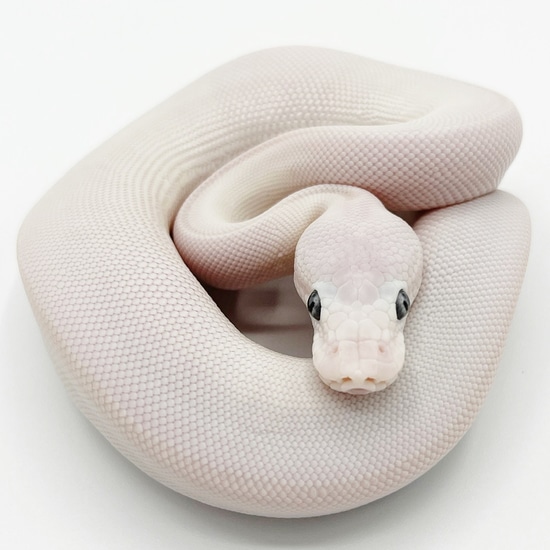 BEL (Mojave Lesser) Ball Python by Gen Z Reptiles LLC