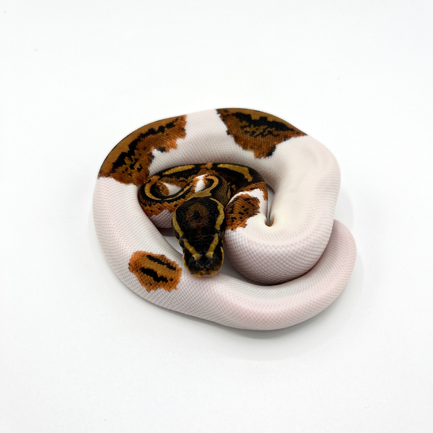Yellow Belly Pied Ball Python by Gen Z Reptiles LLC - MorphMarket