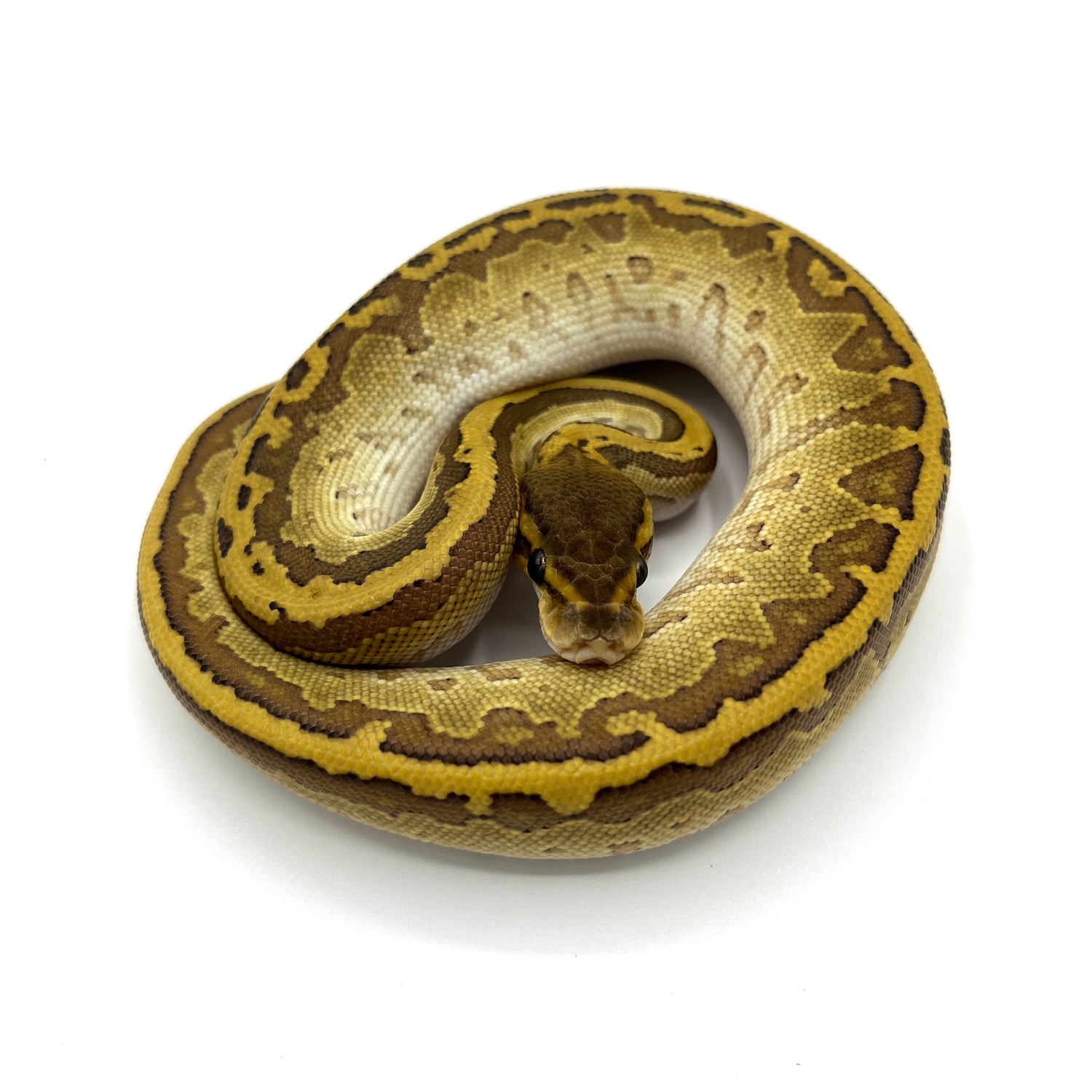 Blackhead Kingpin Ball Python by Gen Z Reptiles LLC - MorphMarket