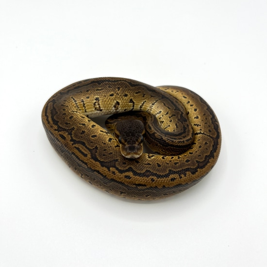 Blackhead Pinstripe Ball Python by Gen Z Reptiles LLC