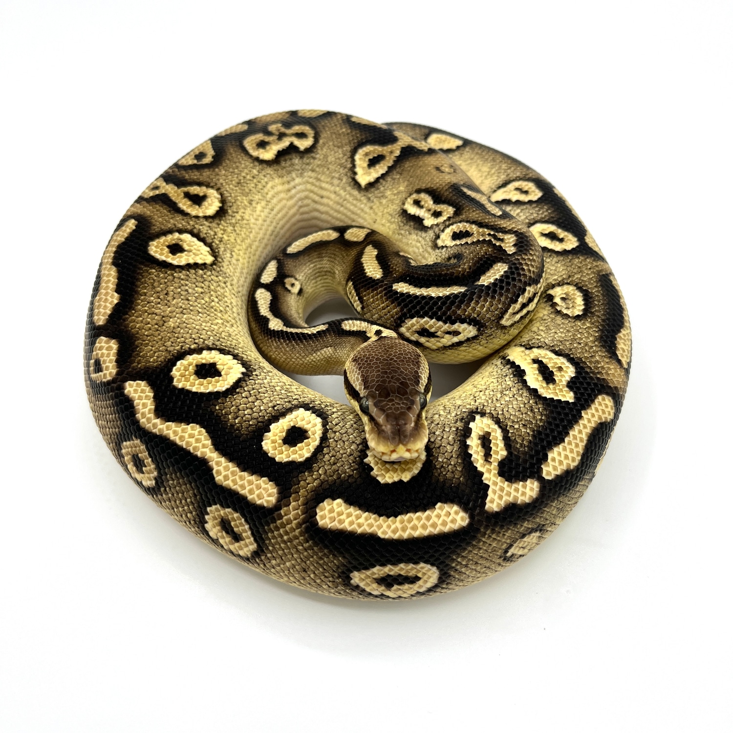 Wookie Phantom Pastel Het Hypo Ball Python by Gen Z Reptiles LLC ...