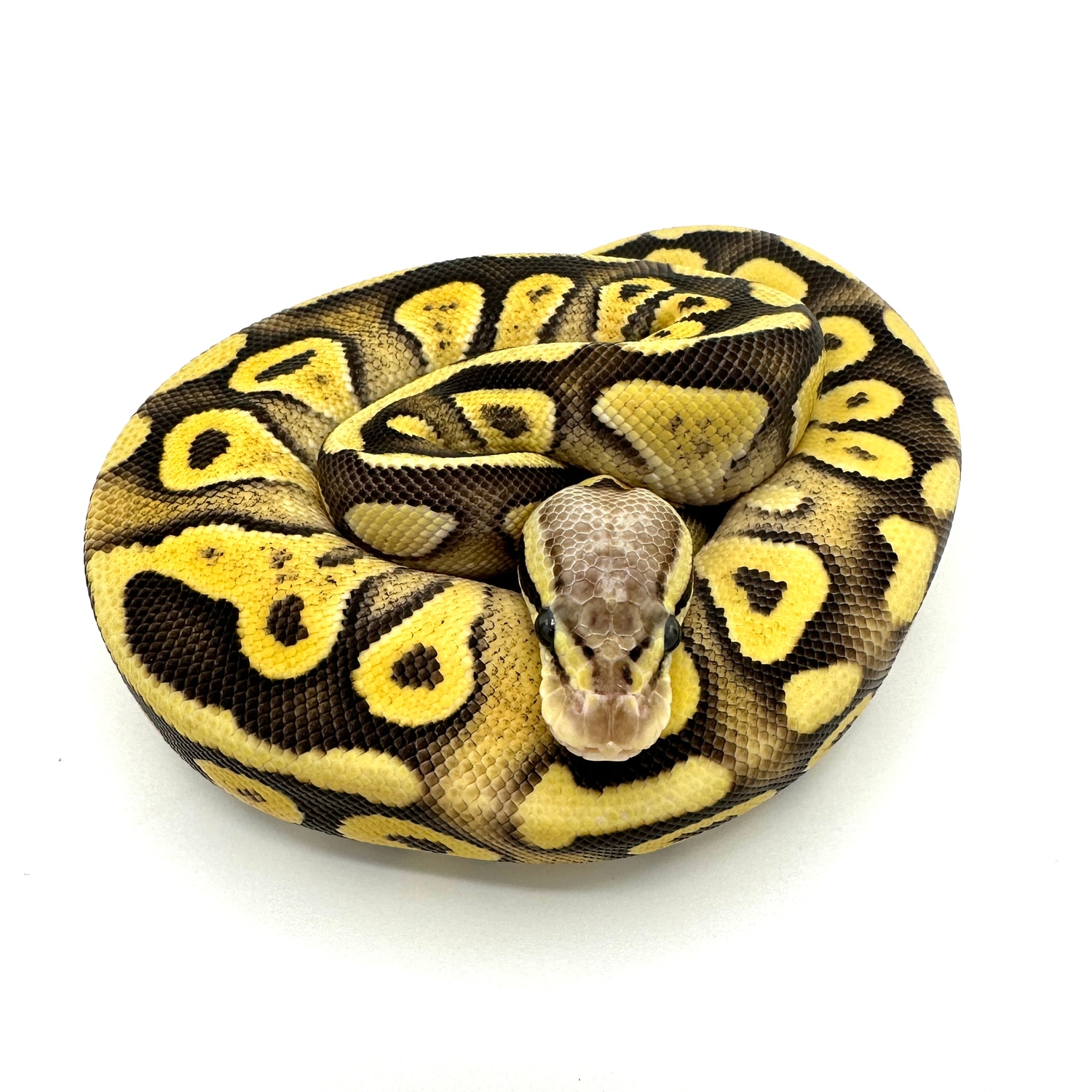 1.1 Pair Sugar Mojave Vanilla Pastel Het Puzzle Pos Het Hypo Ball ...