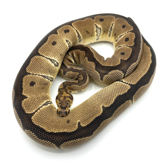 Blade Clown Proven Breeder (Free Shipping) Ball Python by Gen Z ...