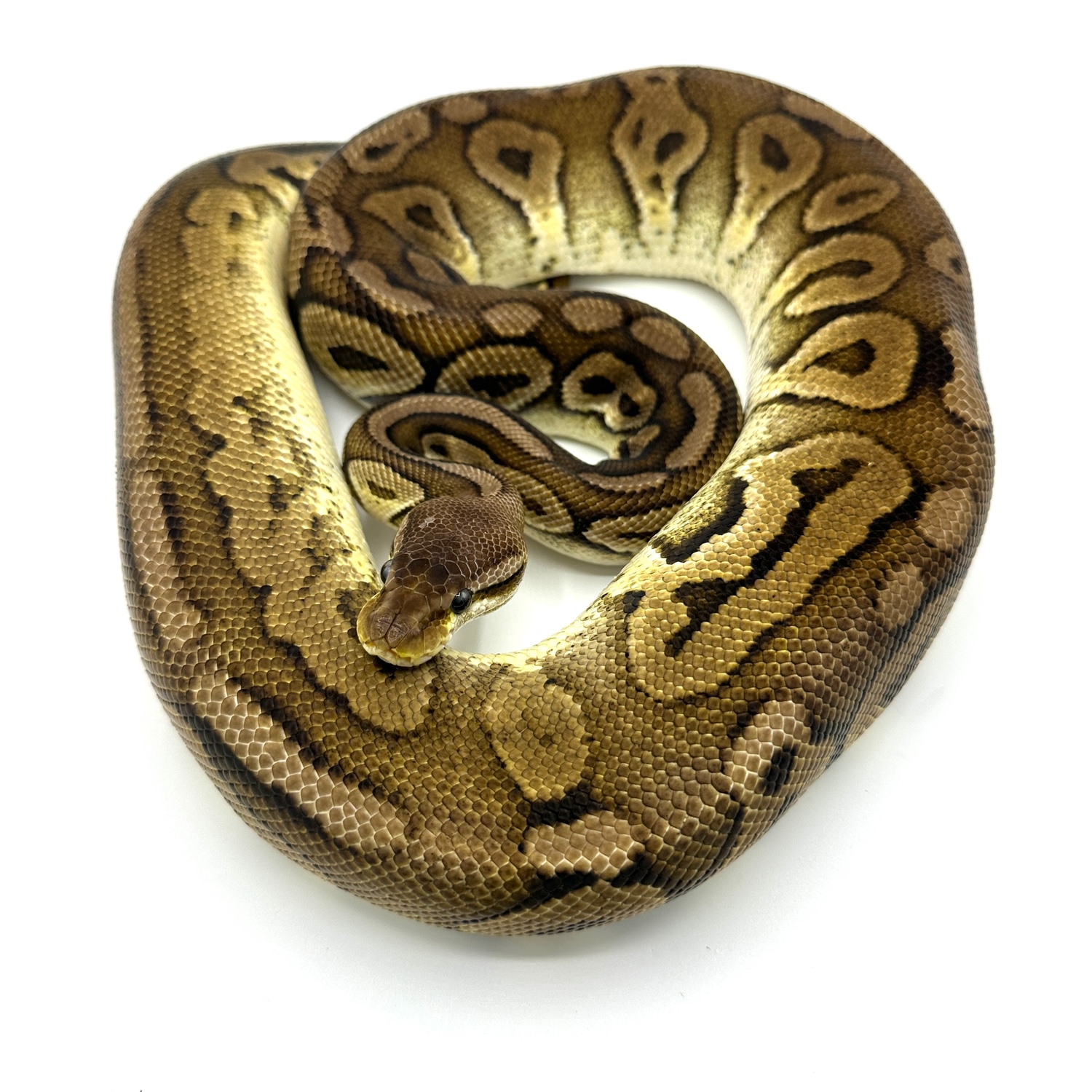 Pewter Het Puzzle Ball Python by Gen Z Reptiles LLC - MorphMarket