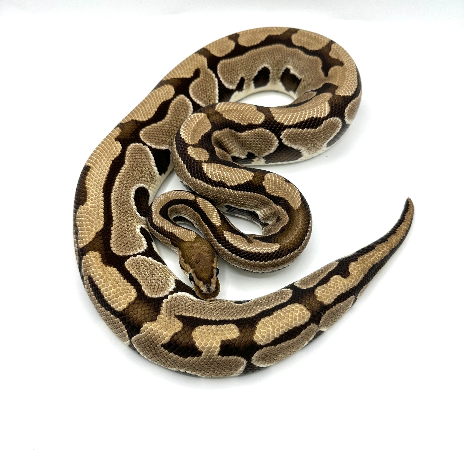 Puzzle Proven Breeder (Free Shipping) Ball Python by Gen Z Reptiles LLC ...