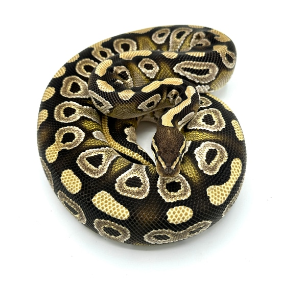 1.1 Het Monsoon Clown Adult Pair Ball Python by Gen Z Reptiles LLC