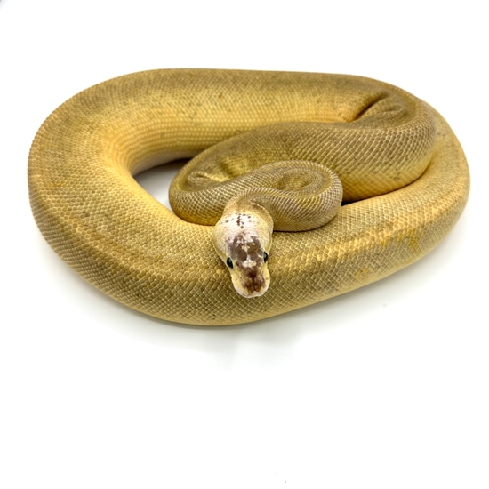 Wookie Phantom Super Pastel Pinstripe Pos Cinnamon 50% Het Puzzle Ball ...