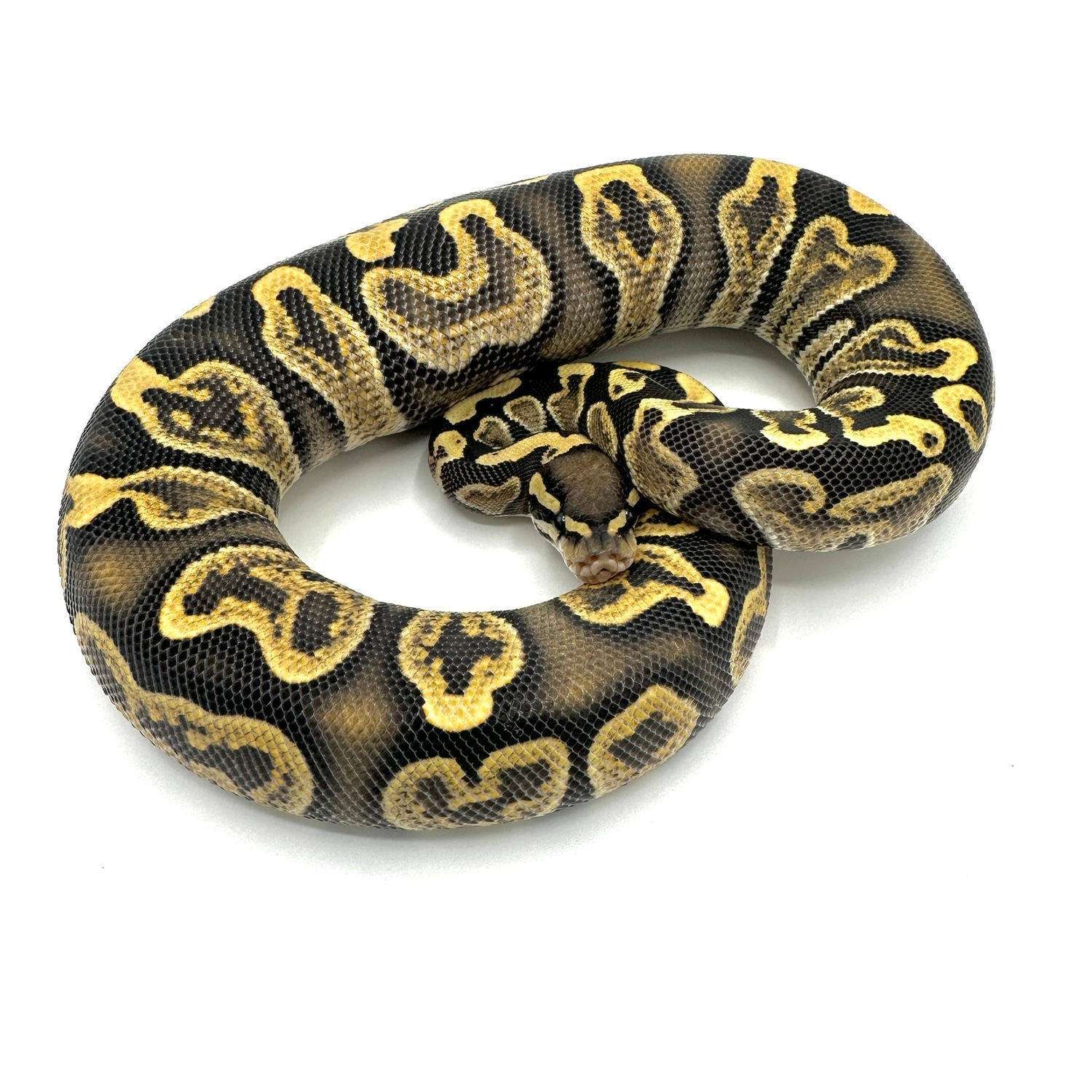 GHI Desert Ghost Ball Python by Gen Z Reptiles LLC - MorphMarket