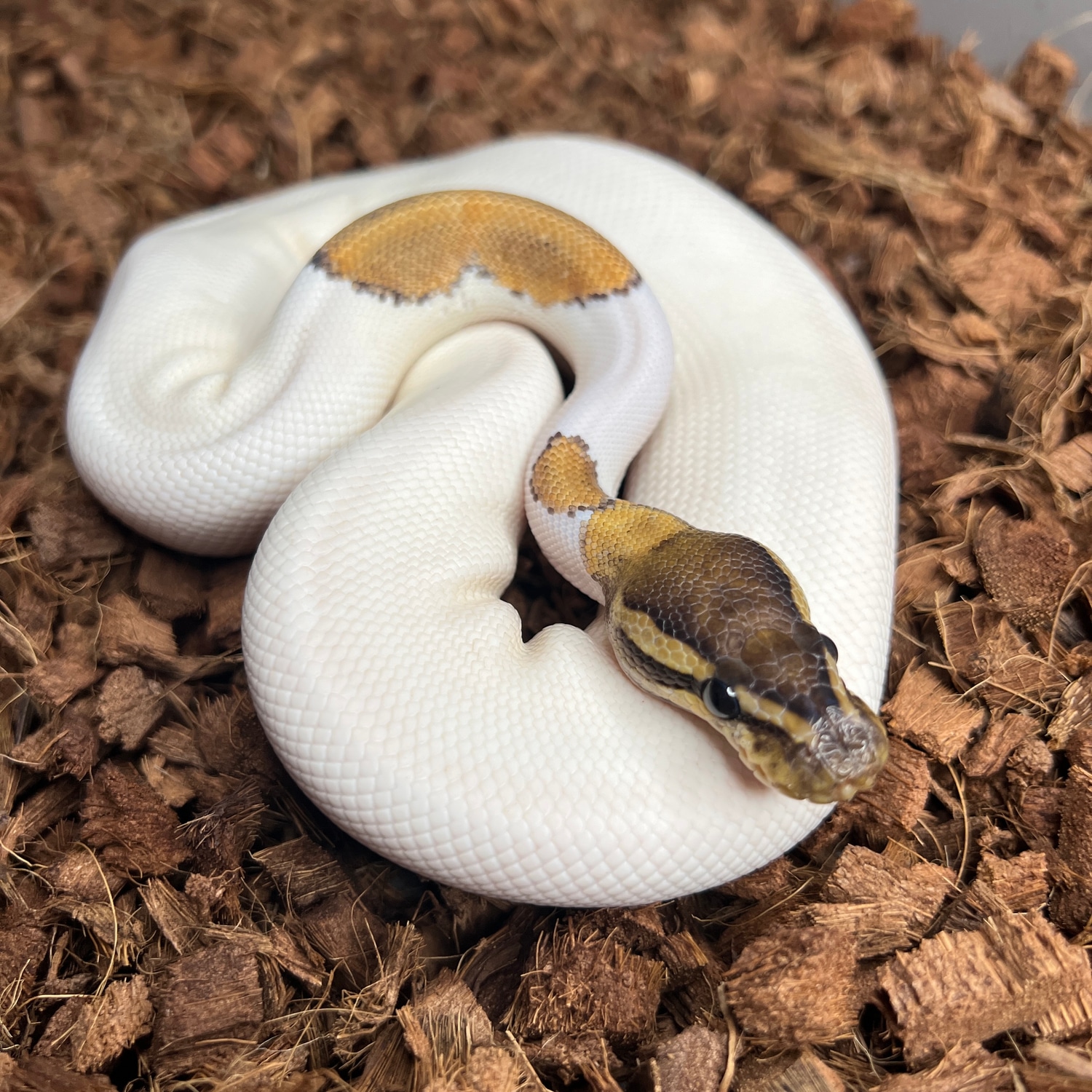 Phantom Piebald Ball Python by Gen Z Reptiles LLC - MorphMarket